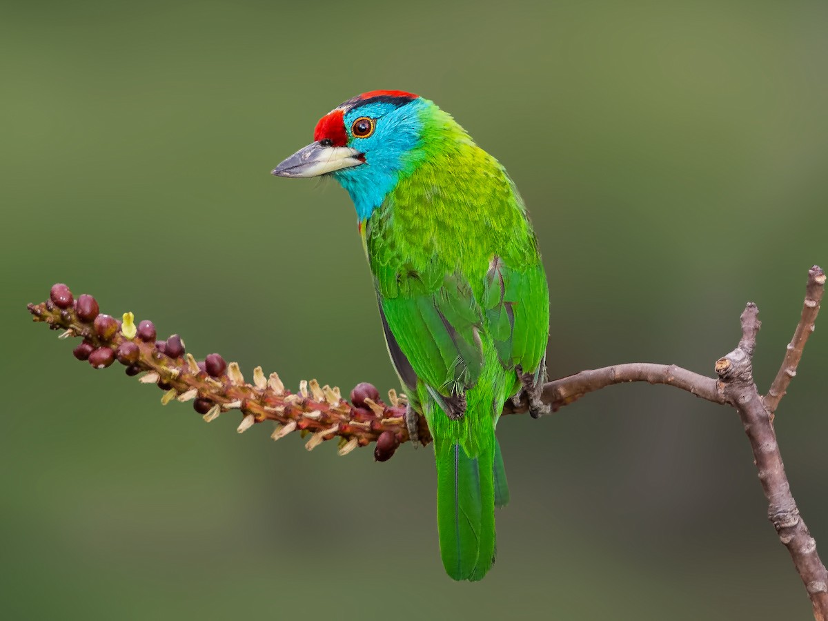 Blue-throated Barbet - Psilopogon asiaticus - Birds of the World