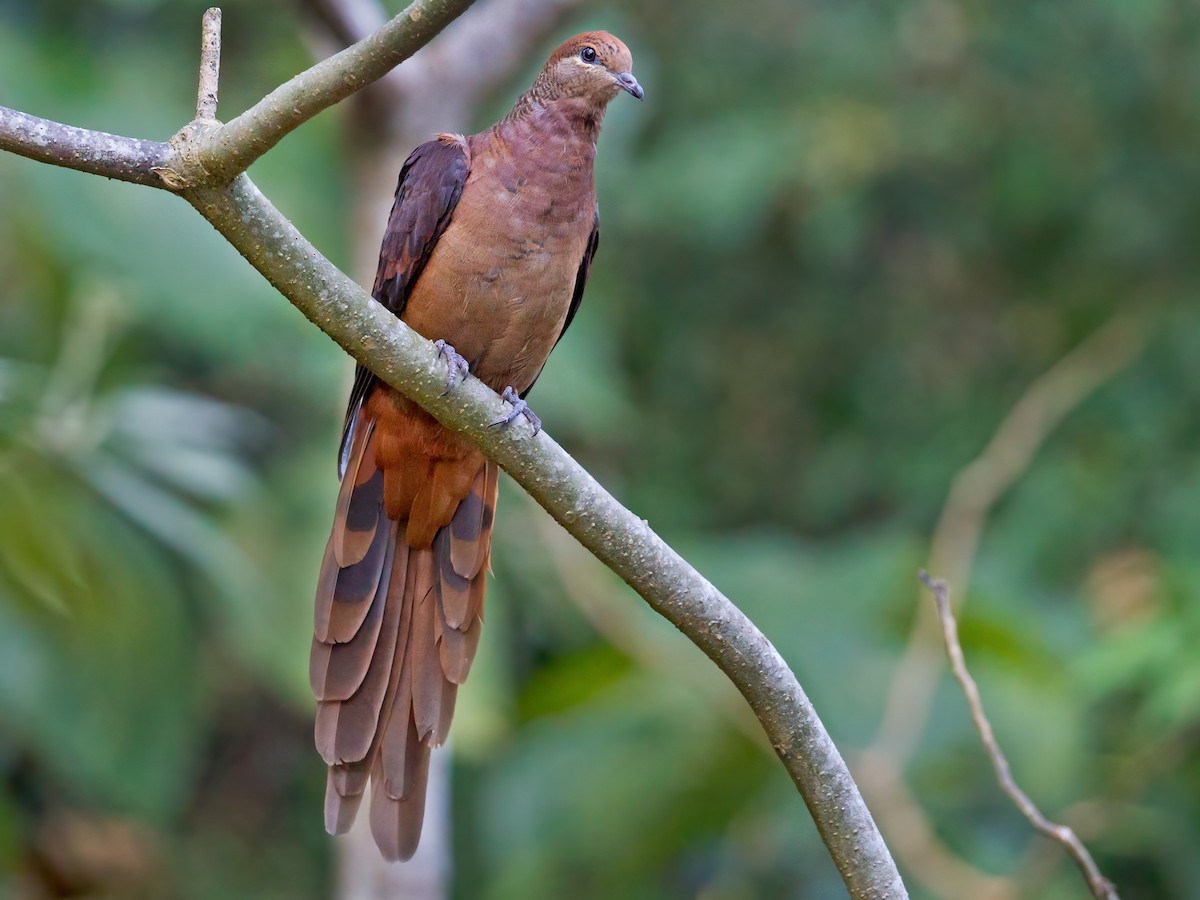 Brown Cuckoo-Dove - Macropygia phasianella - Birds of the World