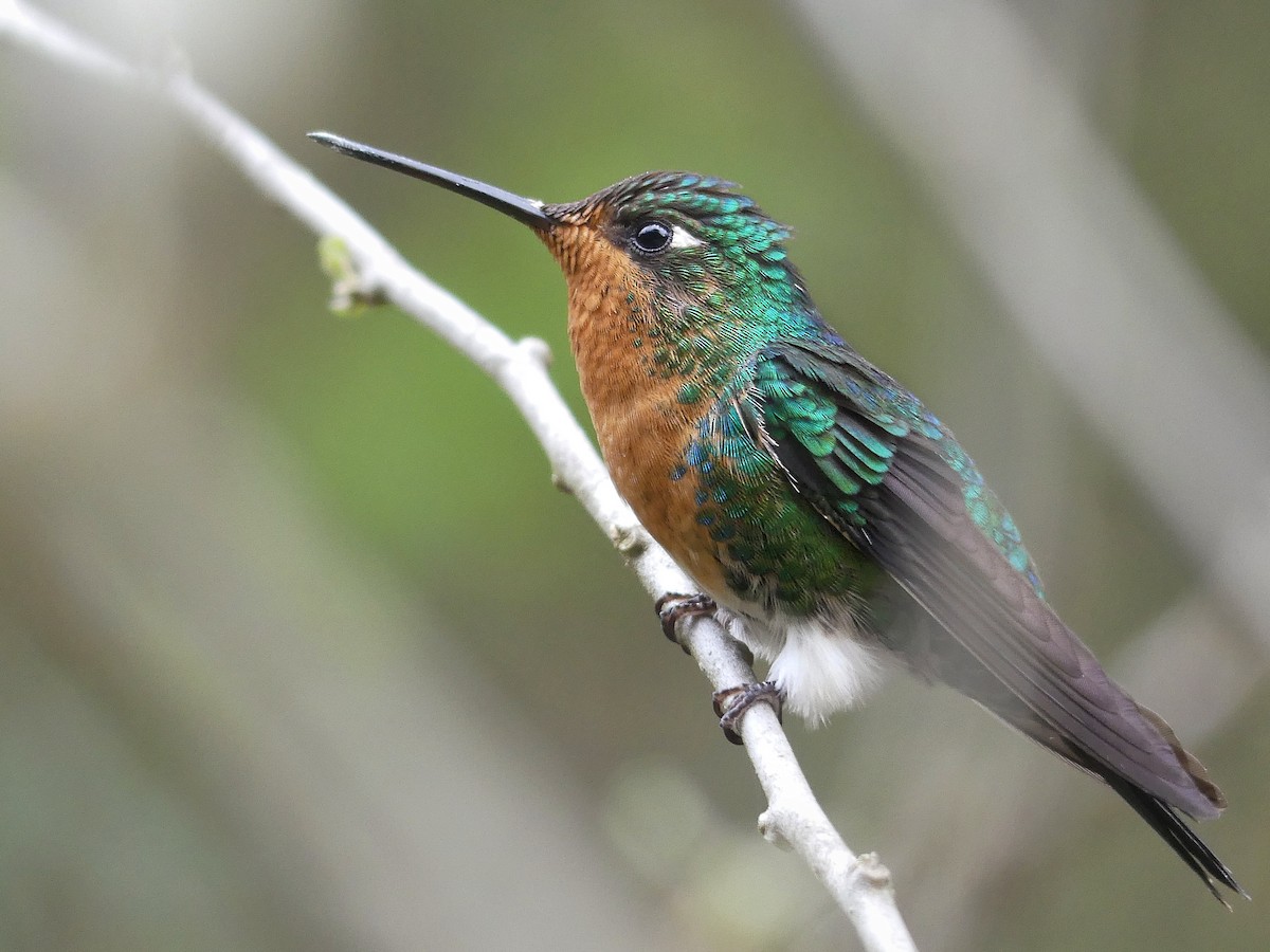Blue-capped Puffleg - Eriocnemis glaucopoides - Birds of the World