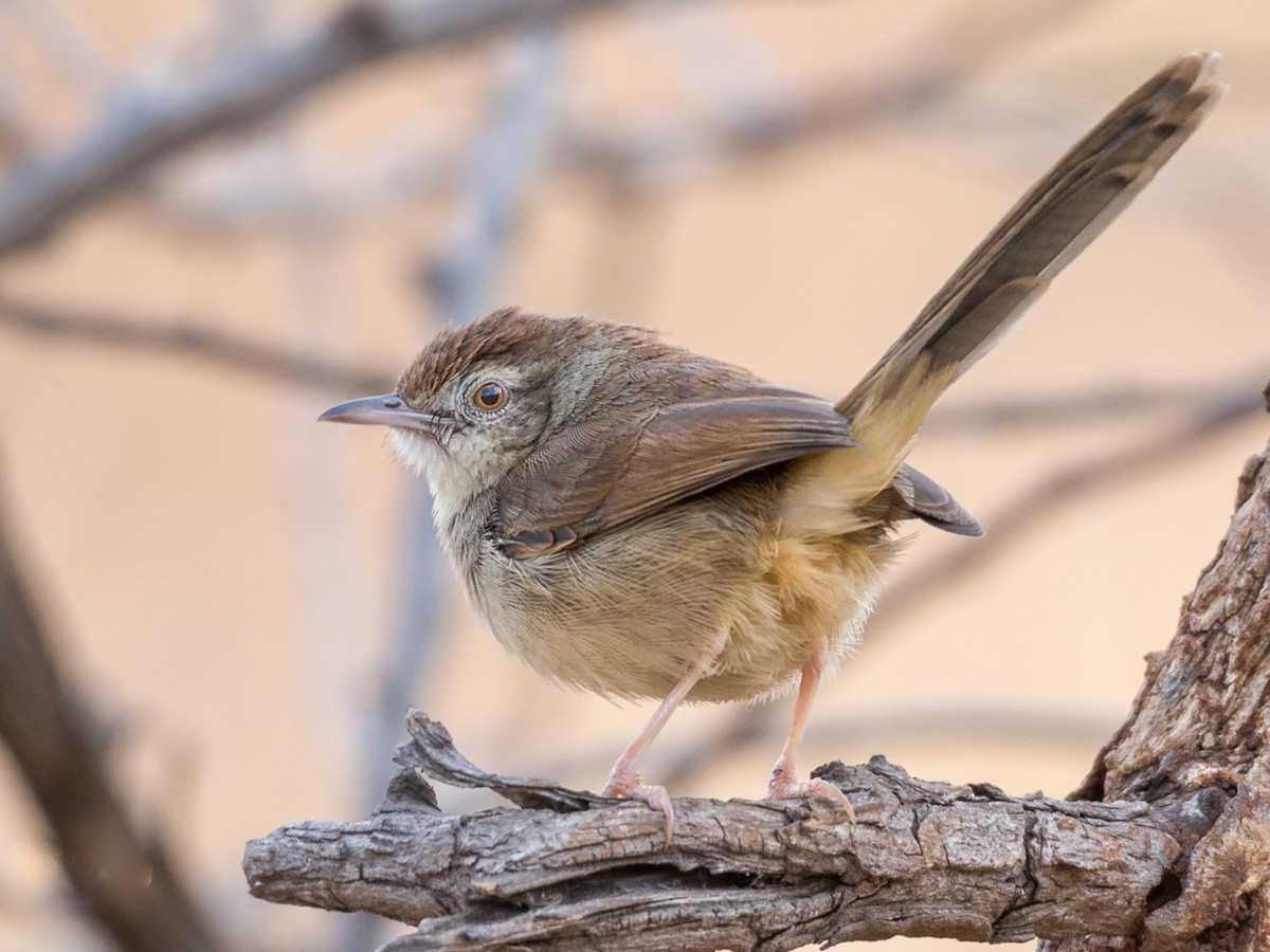 Jungle Prinia - Prinia sylvatica - Birds of the World