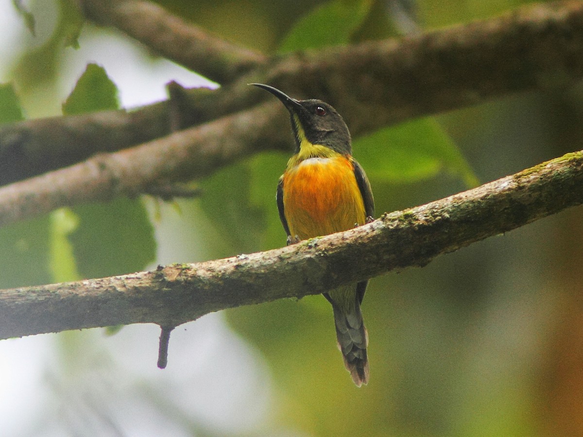 Apo Sunbird - Aethopyga boltoni - Birds of the World