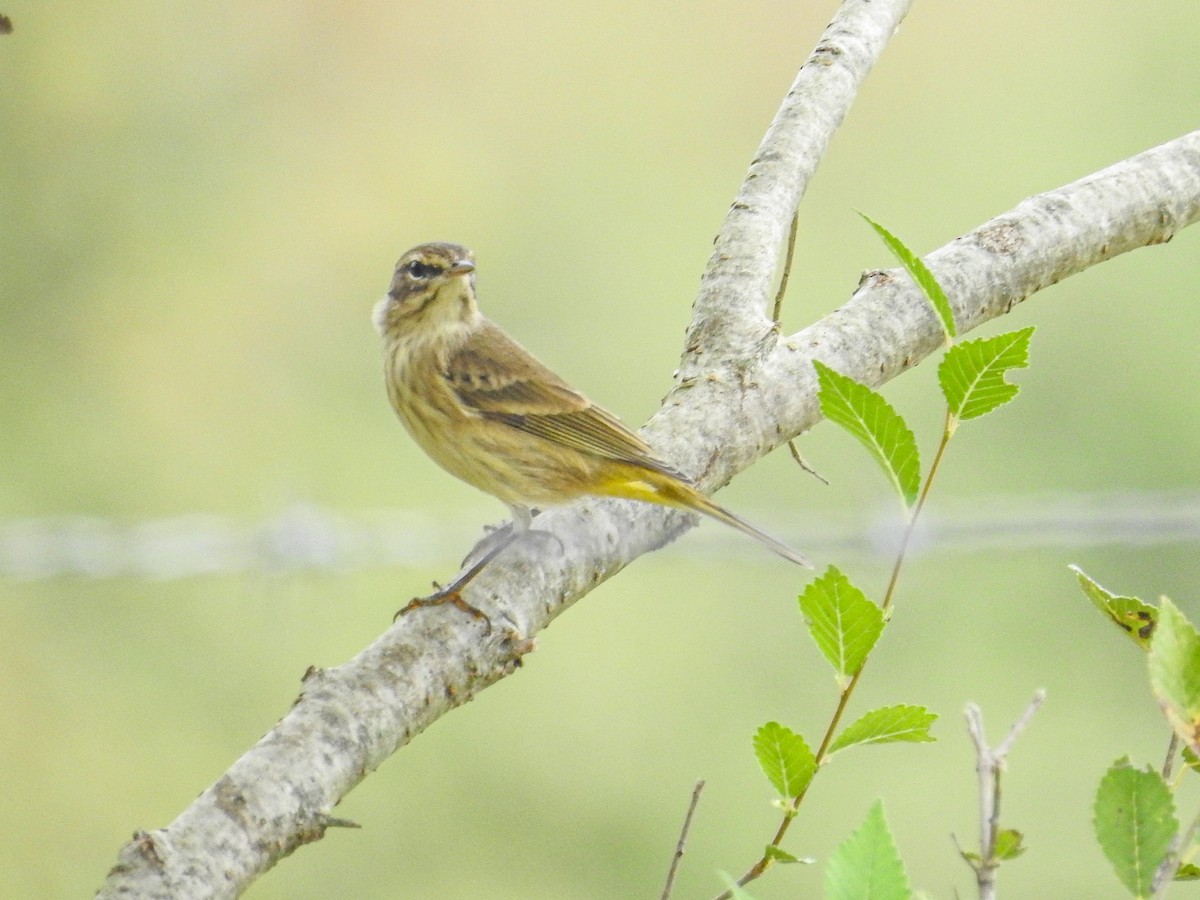 ML376887011 - Palm Warbler - Macaulay Library