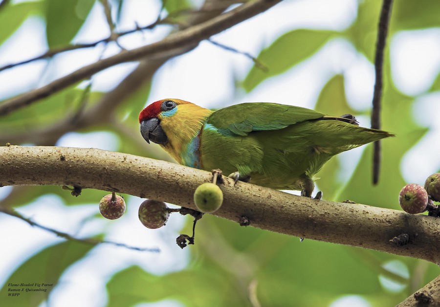 Large Fig-Parrot (Large) - eBird