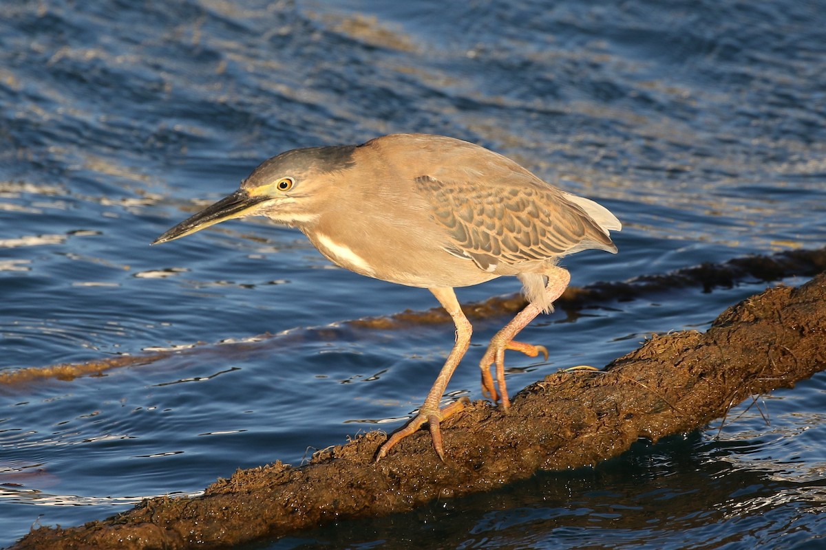 eBird Checklist - 11 Oct 2021 - Exmouth Marina - 3 species