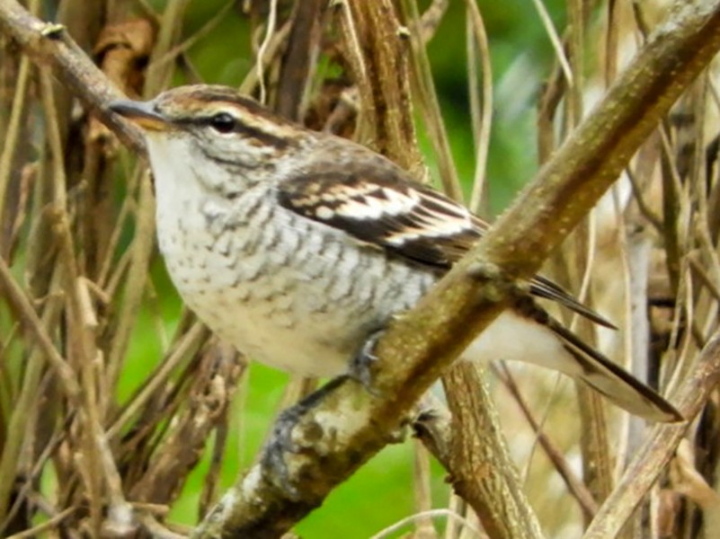 Polynesian Triller - eBird