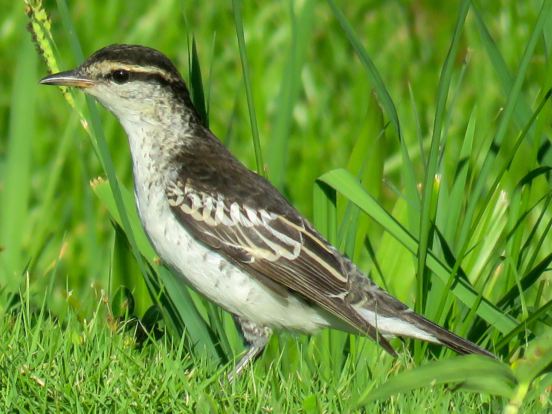 Polynesian Triller - eBird