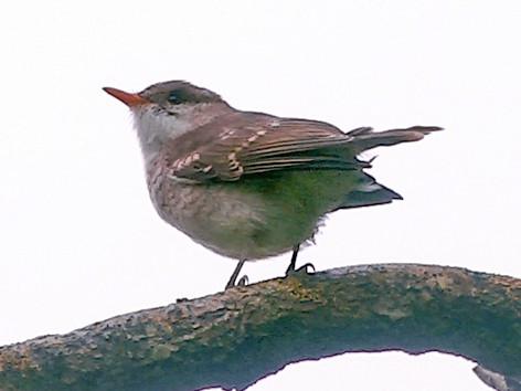 Samoan Triller - eBird