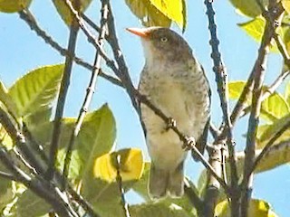 Samoan Triller - eBird