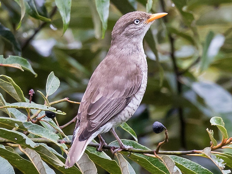 Samoan Triller - eBird
