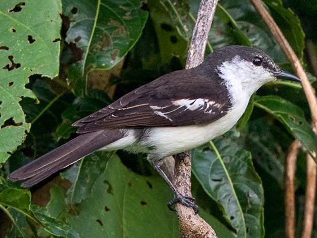 Long-tailed Triller - eBird