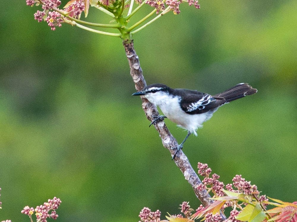 Long-tailed Triller - eBird