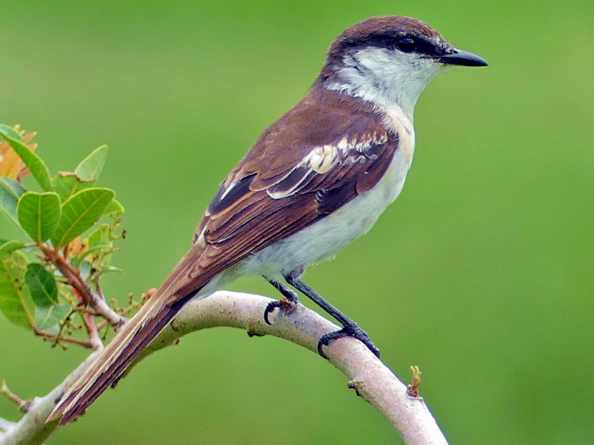 Long-tailed Triller - eBird