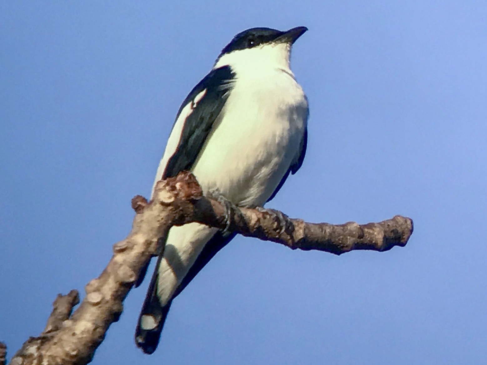 Black-and-white Triller - eBird