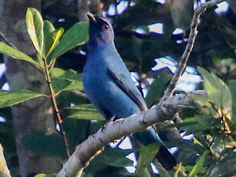 Blue Cuckoo-shrike - eBird