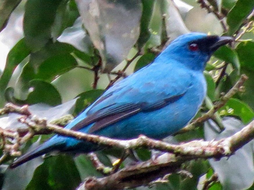 Blue Cuckooshrike - eBird