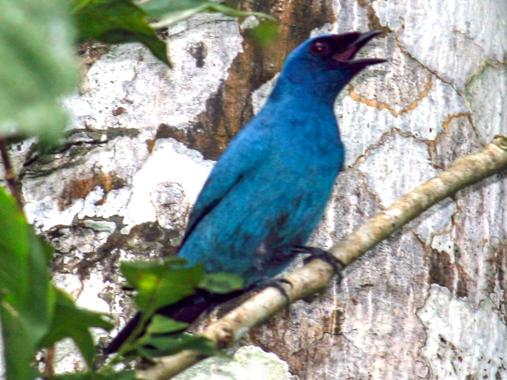 Blue Cuckooshrike - eBird