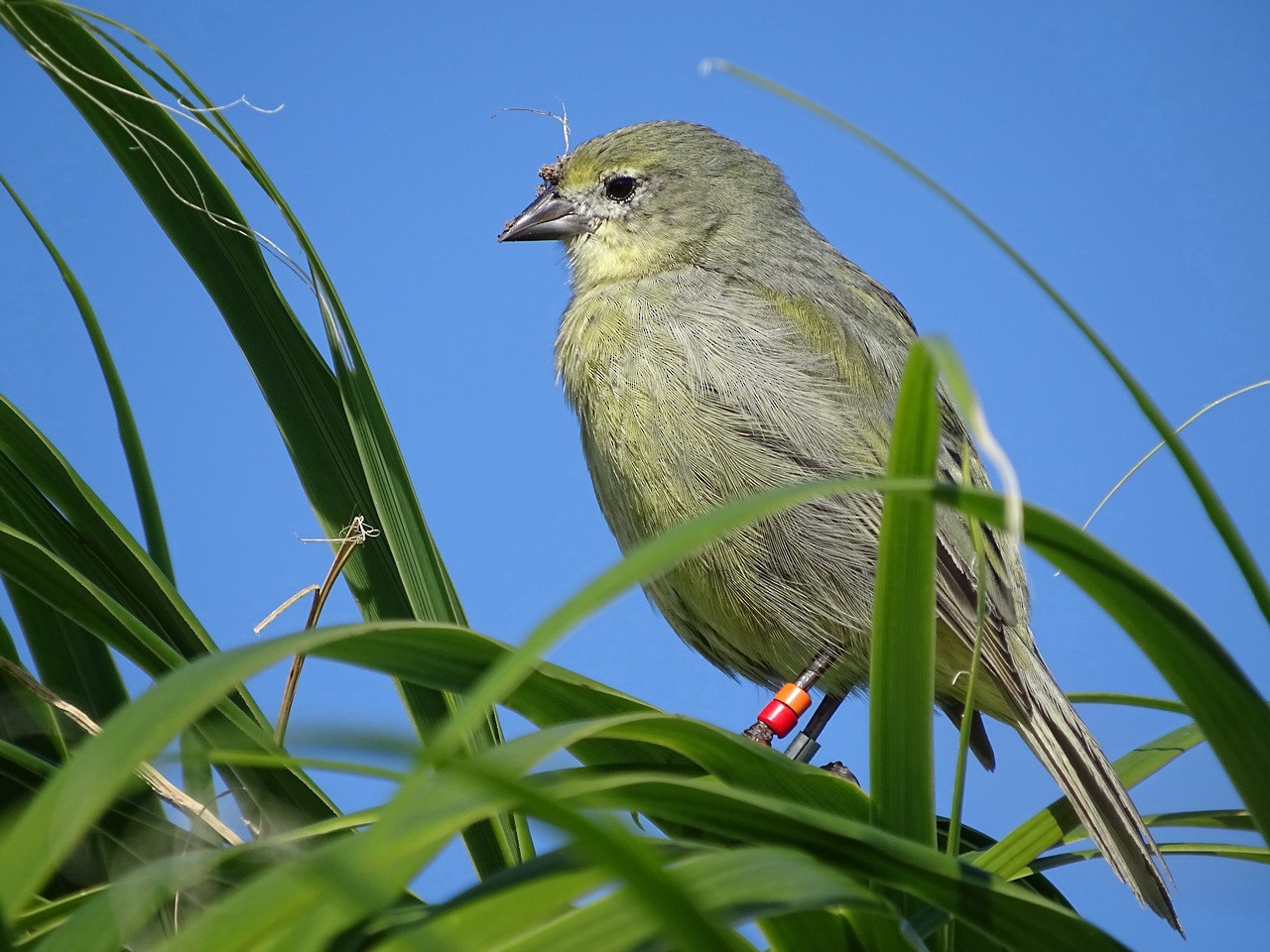 Nightingale Island Finch - eBird