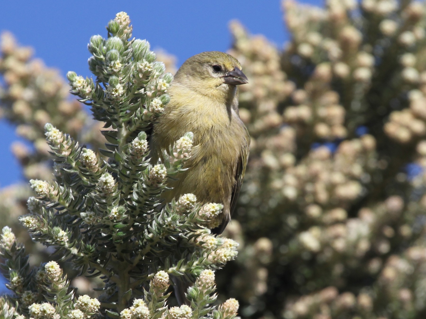 Nightingale Island Finch - eBird