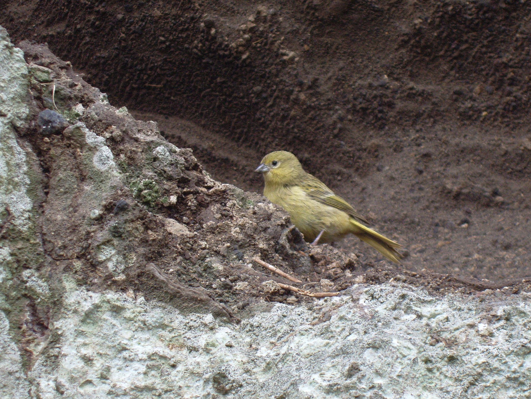 Nightingale Island Finch - eBird
