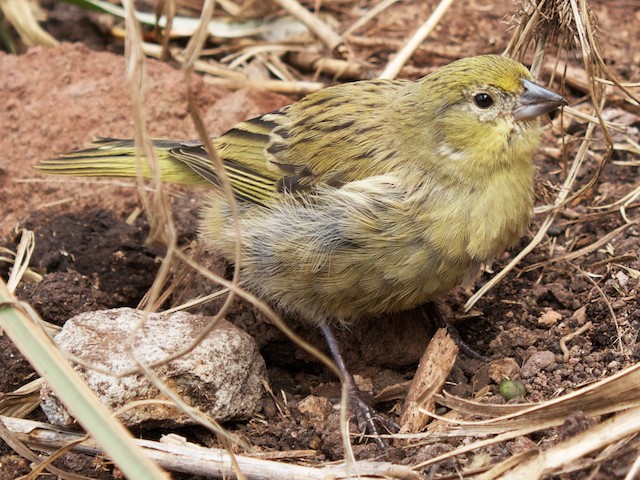 Photos - Inaccessible Island Finch - Nesospiza acunhae - Birds of the World