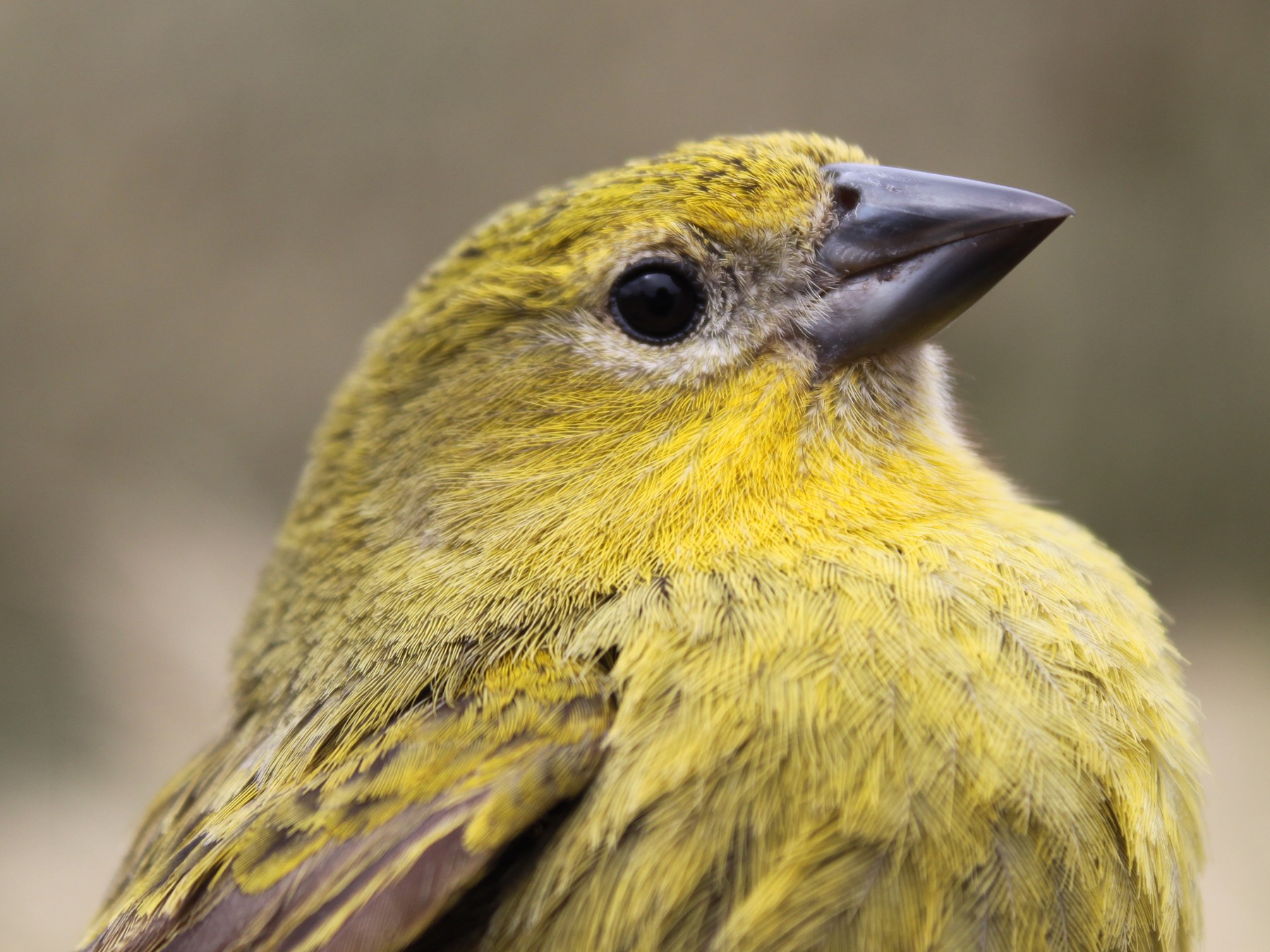 Inaccessible Island Finch - eBird