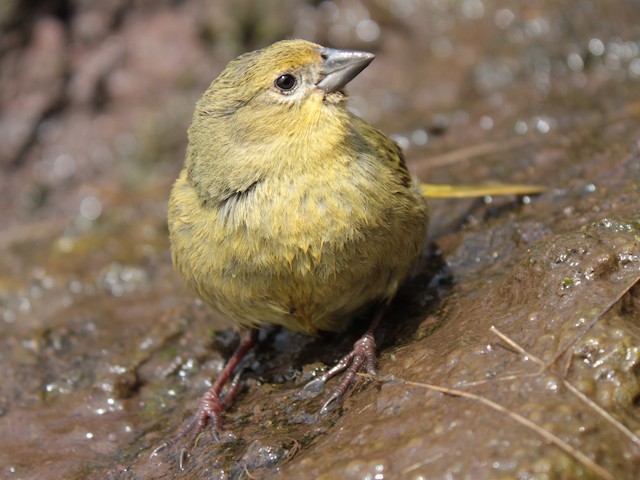 Photos - Inaccessible Island Finch - Nesospiza acunhae - Birds of the World
