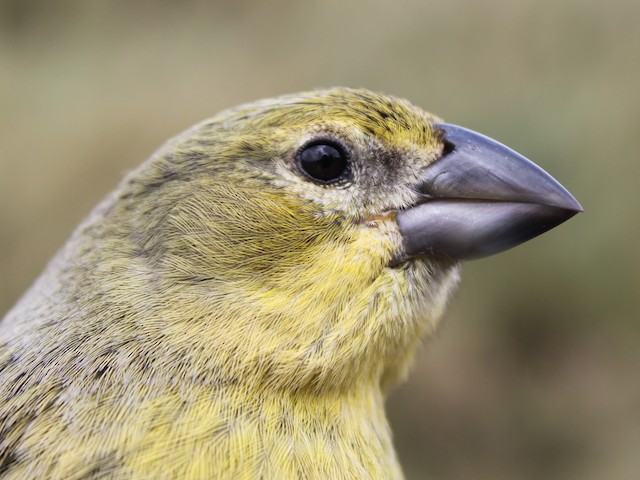 Photos - Inaccessible Island Finch - Nesospiza acunhae - Birds of the World