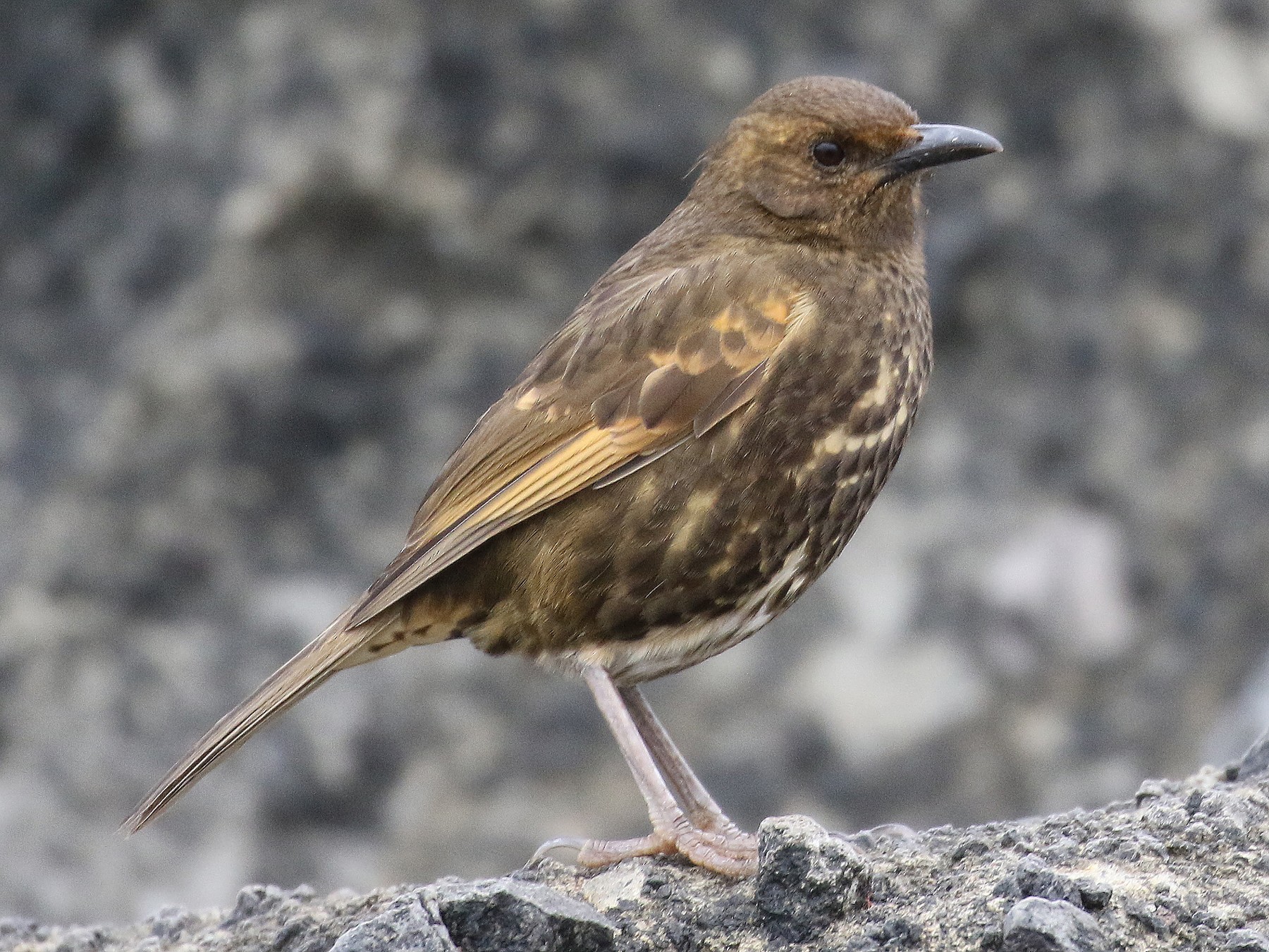 Tristan Thrush - eBird