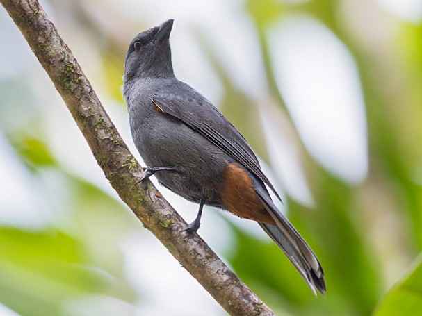 Oruguero de Nueva Caledonia - eBird