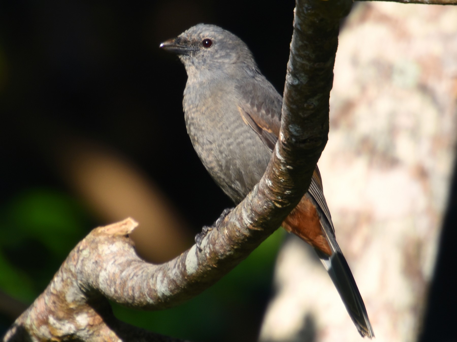 Oruguero de Nueva Caledonia - eBird