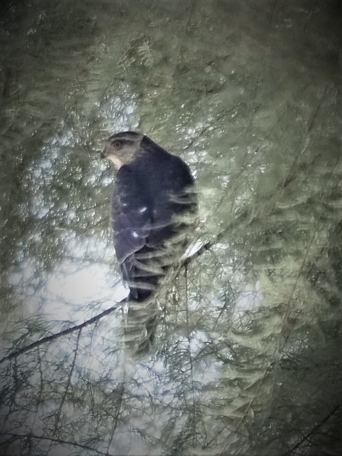 eBird Checklist - 10 Oct 2021 - Piute Ponds (permit required) - 58 ...