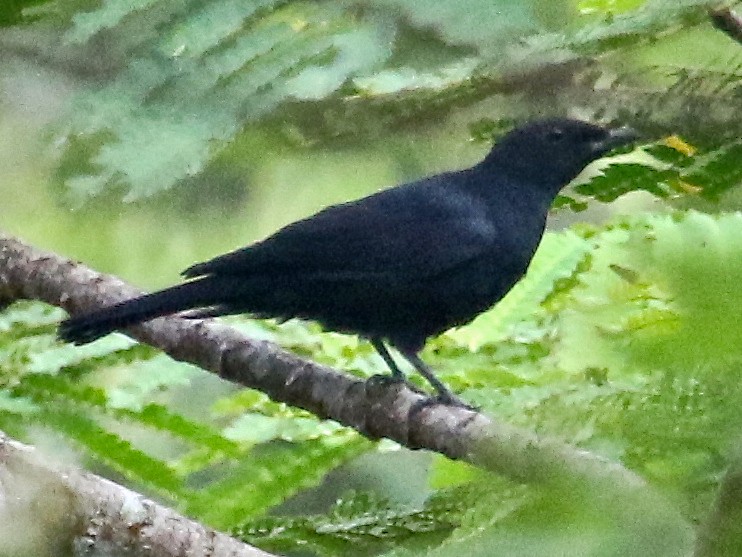 Kai Cicadabird - eBird