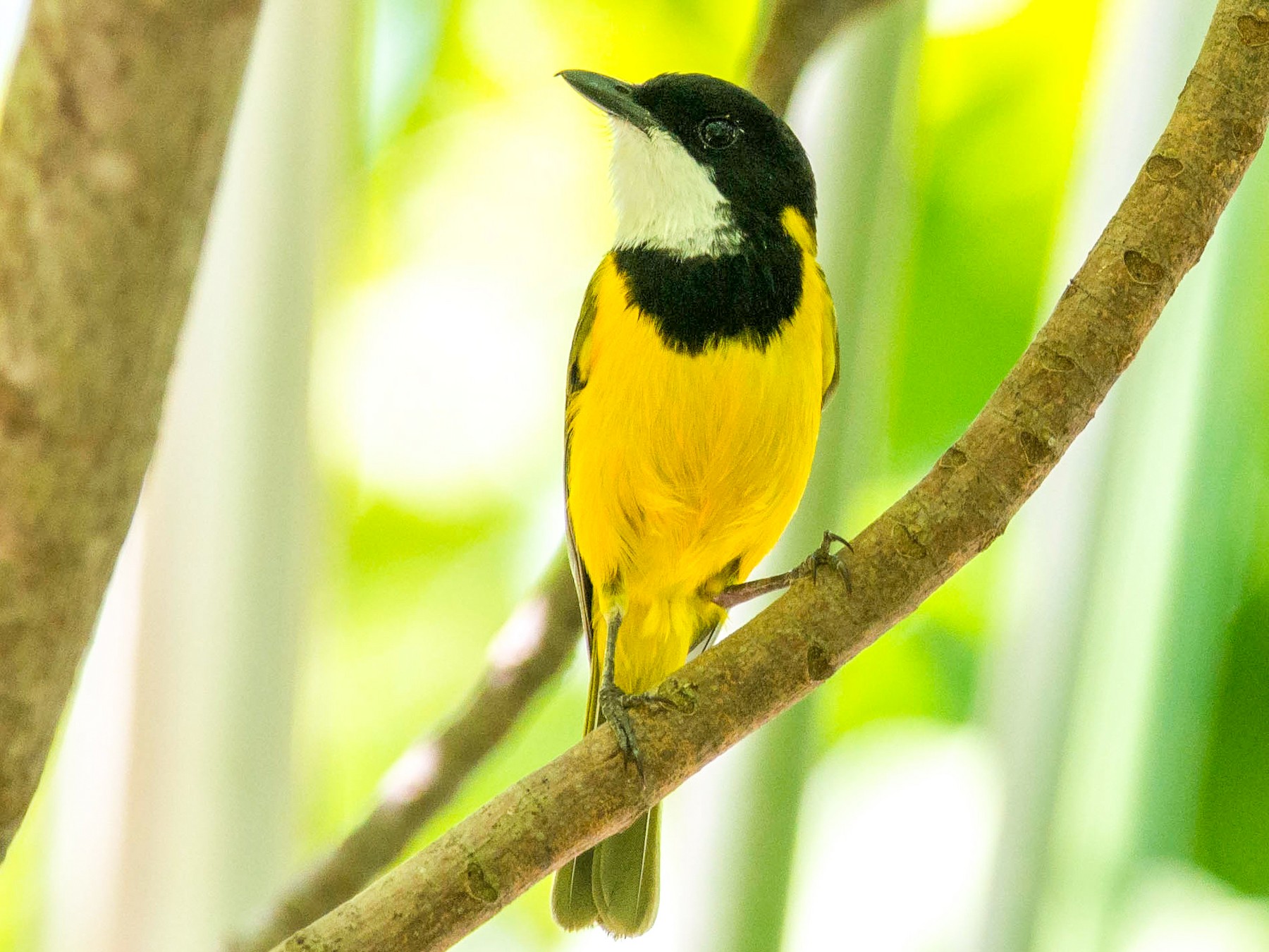 Silbador de Vanuatu - eBird