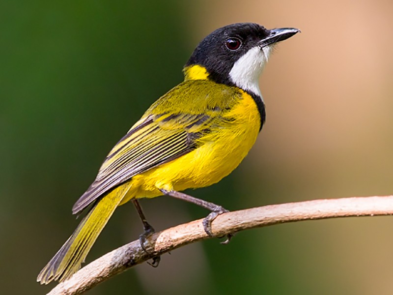 Silbador de Vanuatu - eBird