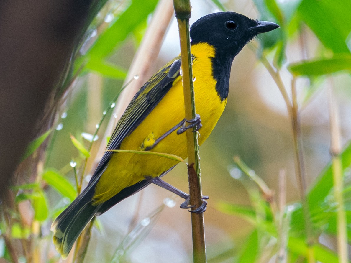 Tongan Whistler - Pachycephala jacquinoti - Birds of the World