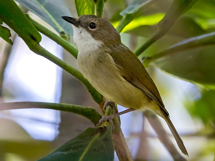 Silbador de Nueva Caledonia - eBird