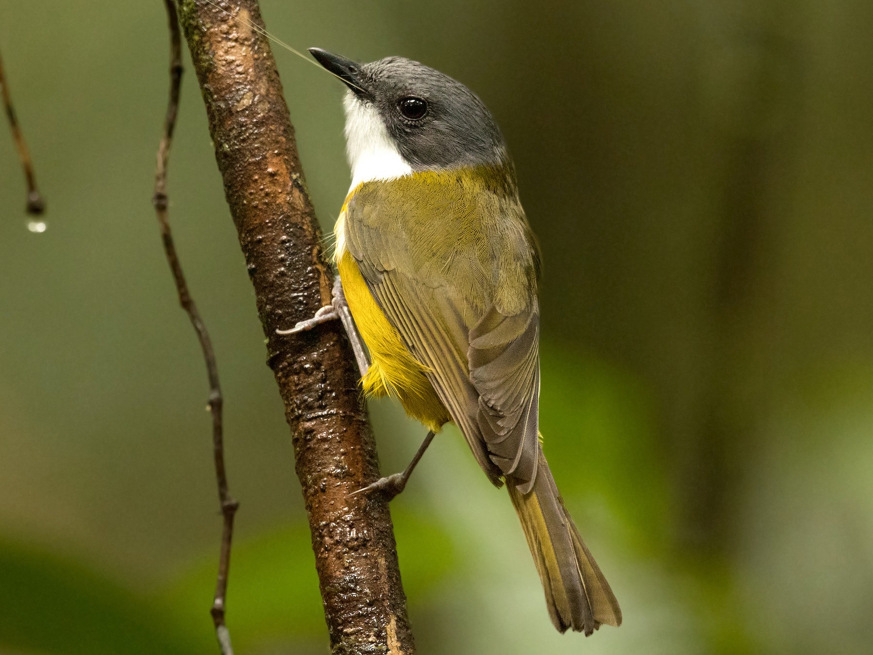New Caledonian Whistler - eBird