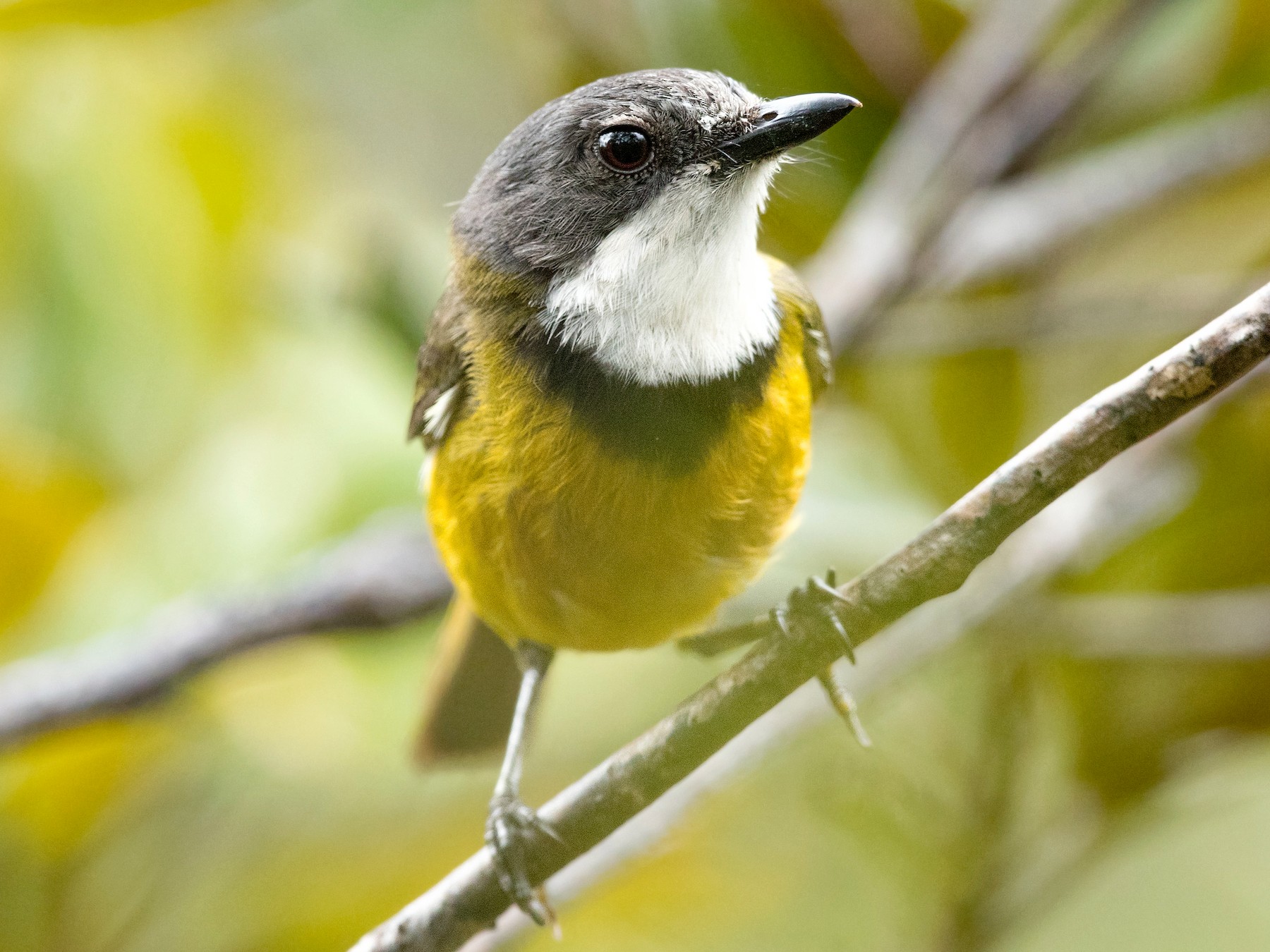 Silbador de Nueva Caledonia - eBird