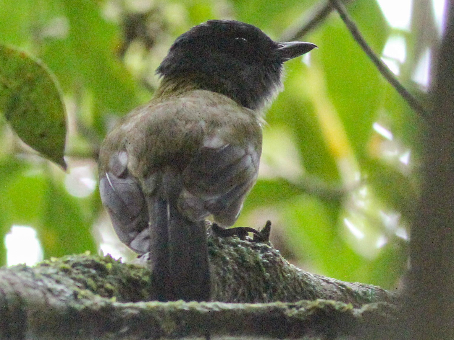 Guadalcanal Hooded Whistler - eBird