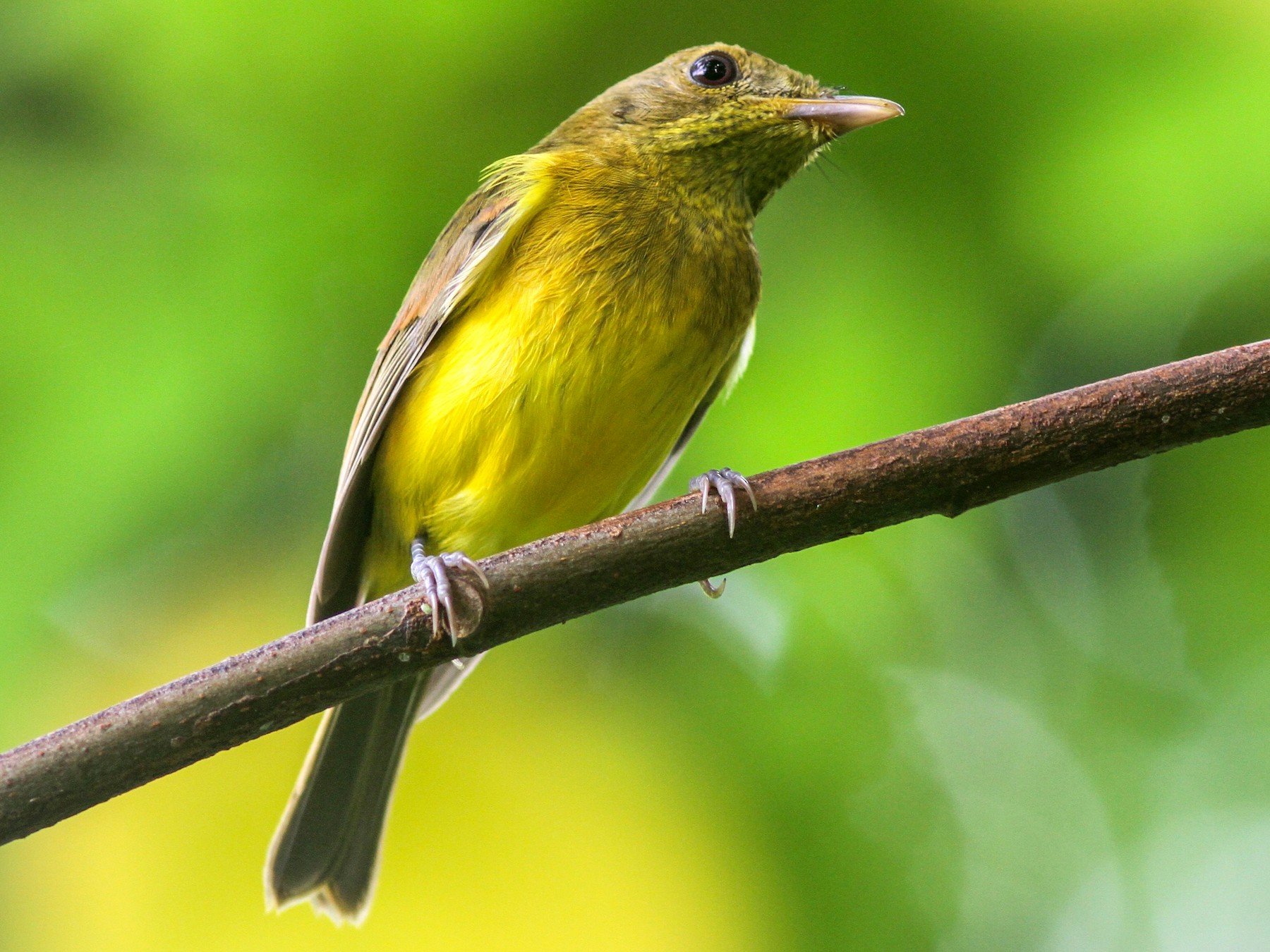 Silbador Temotu - eBird