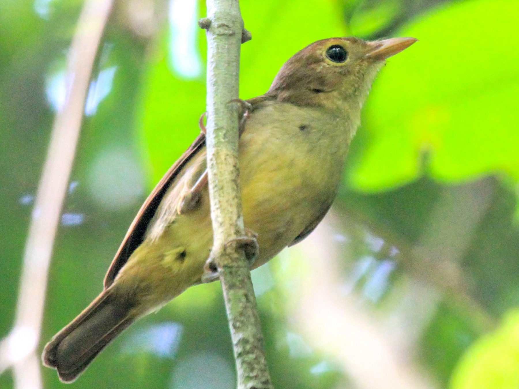 Silbador de La Rennell - eBird