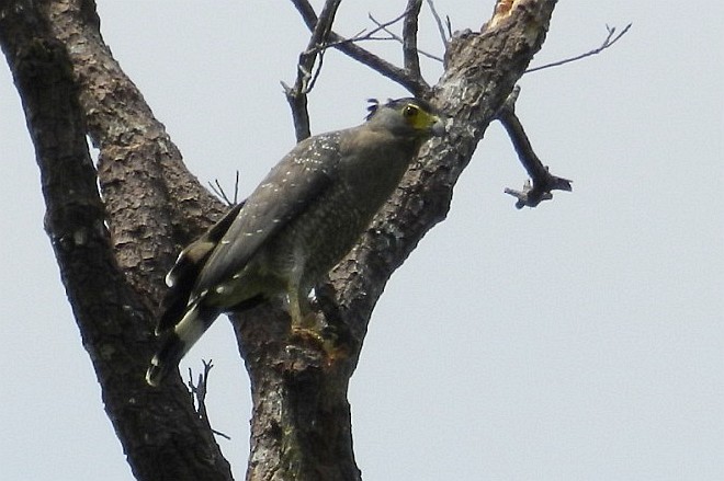 Crested Serpent-Eagle (Natuna) - eBird