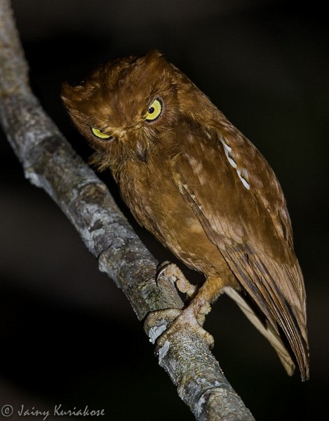 eBird Checklist - 27 Feb 2016 - Katchal, Island - 2 species