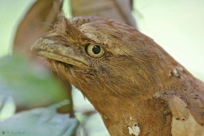 eBird Checklist - 4 Apr 2015 - Thattekkad Bird Sanctuary--General Area ...