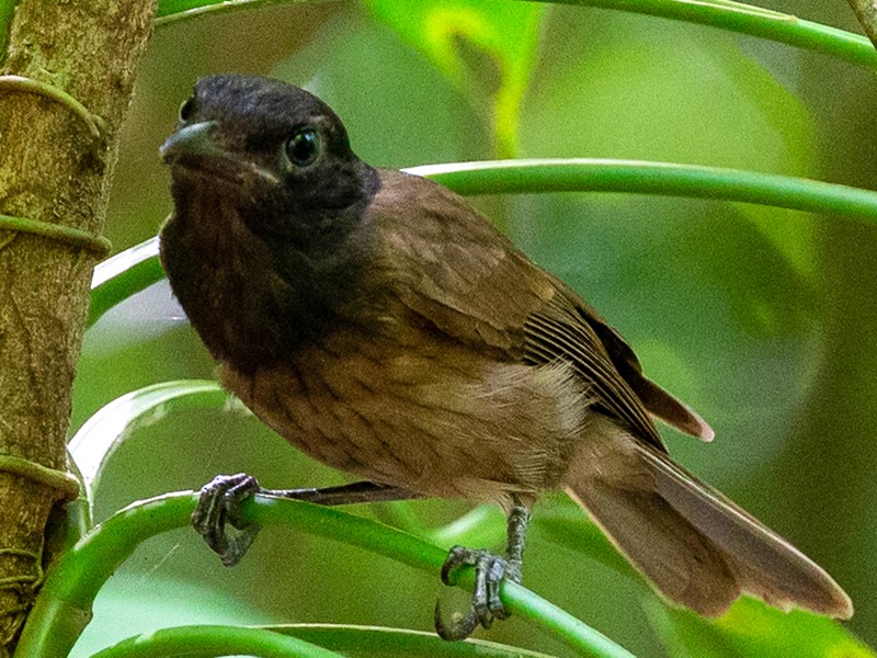 Siffleur des Palau - eBird