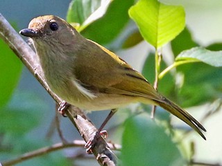 Green-backed Whistler - eBird
