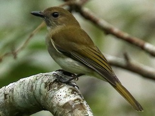 Green-backed Whistler - eBird