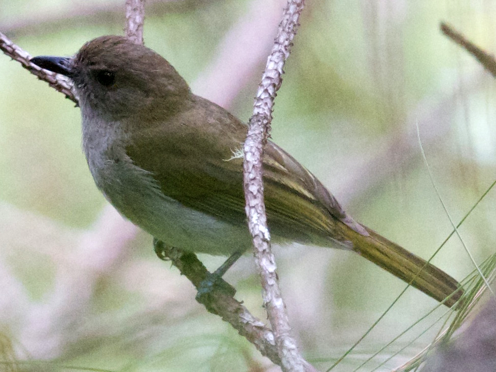 Green-backed Whistler - eBird