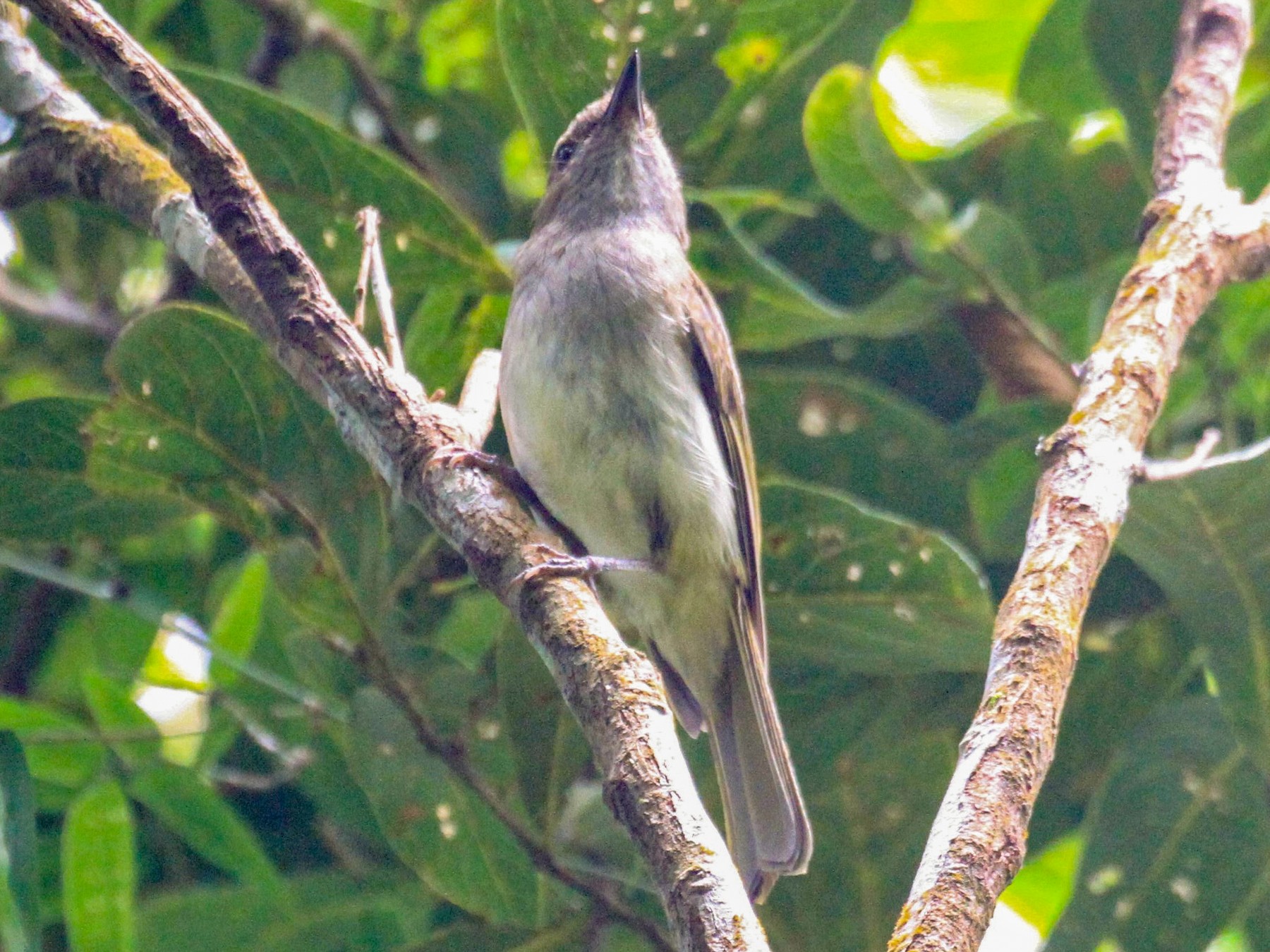 Green-backed Whistler - eBird