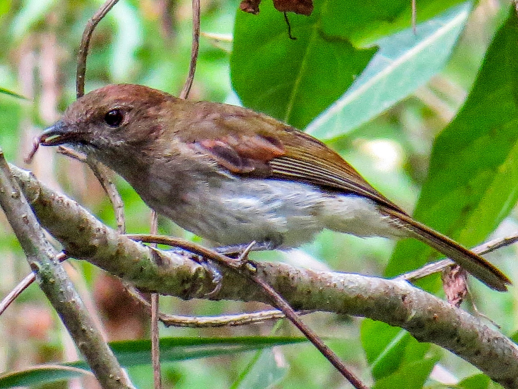 Green-backed Whistler - eBird